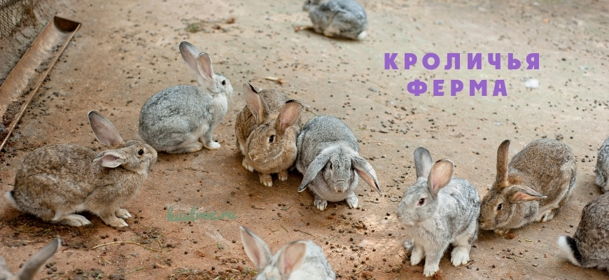 Как определить пол у кролика Информация о различиях среди крольчат и